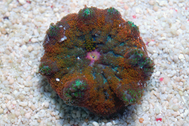 Orange Maxi Mini Carpet Anemone - Stichodactyla tapetum