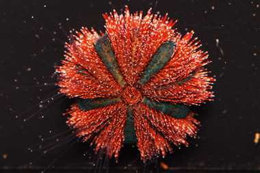 Royal Urchin - Mespilia globulus