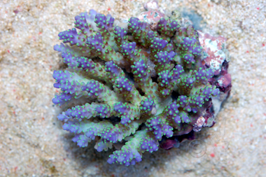 TriColor Acropora - Fiji Collected - Acropora valida