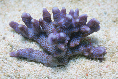 Branching Purple Montipora - Fiji Collected - Montipora digitata