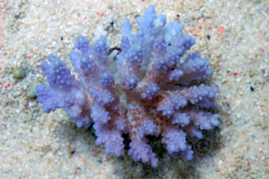 Purple TriColor Acro - Fiji Collected - Acropora valida