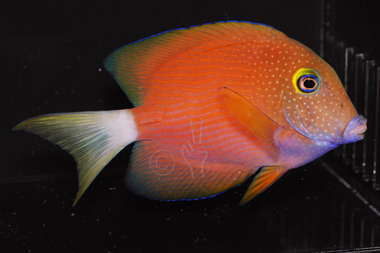 White Tail Bristletooth Tang - Ctenochaetus flavicauda