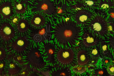 Yellow Center Zoanthids - Zoanthus spp.