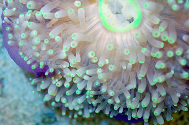 Green Bubble Anemone - Purple Base - Entacmaea quadricolor