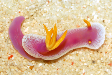 Purple Sea Slug - Hypselodoris apolegma