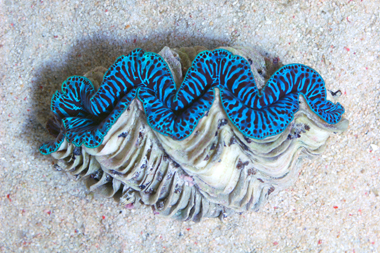 Blue Zebra Stripe Maxima Clam - Tridacna maxima