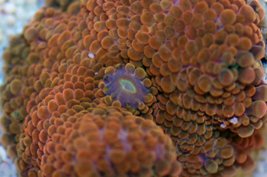 Orange Ricordea Yuma - Ricordea yuma