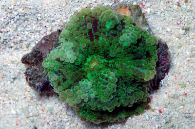 Ultra Neon Green Yuma Ricordea - Ricordea yuma