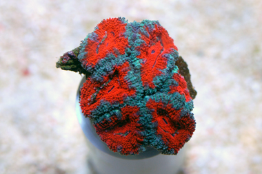Red and Teal Acan Lord - Acanthastrea lordhowensis