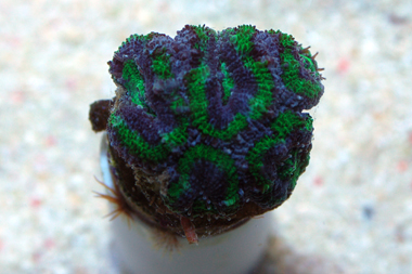 Purple and Green Acan Lord - Acanthastrea lordhowensis