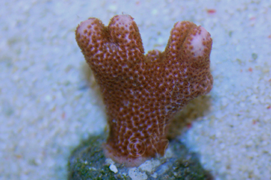 Pink Finger Monti - Cultured - Montipora digitata