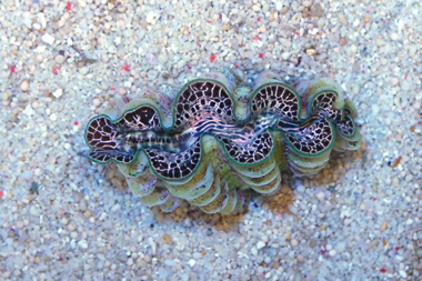 Pink and Gold Maxima Clam - Tahiti Clam - Tridacna maxima