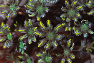 Gold Tipped Glove Polyps - Clavularia spp.