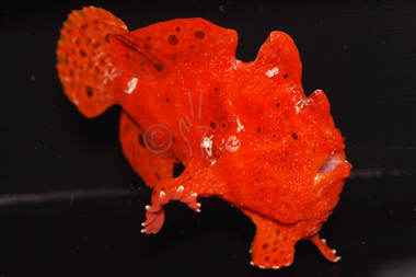 Red Painted Anglerfish - Antennarius pictus