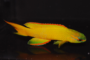 Yellow Assessor - Assessor flavissimus