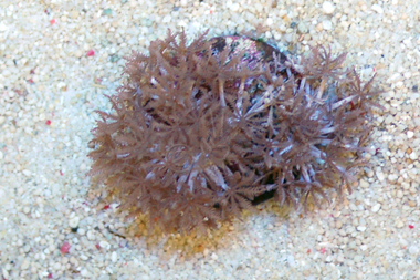 Pom Pom Xenia - Cultured - Xenia spp.