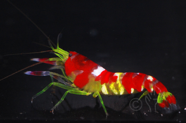 Candy Stripe Pistol Shrimp - Alpheus spp.