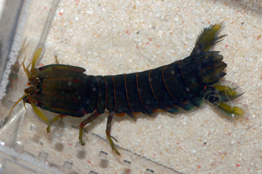 Purple Spot Mantis Shrimp - Gonodactylus smithii