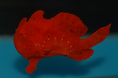 Red Anglerfish - Antennarius spp.