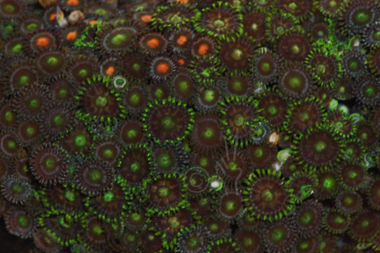 Laser Lemon Zoanthids - Zoanthus spp.
