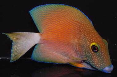 White Tail Bristletooth Tang - Ctenochaetus flavicauda