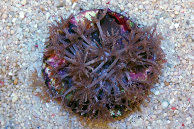 Pumping Xenia - Cultured - Xenia spp.