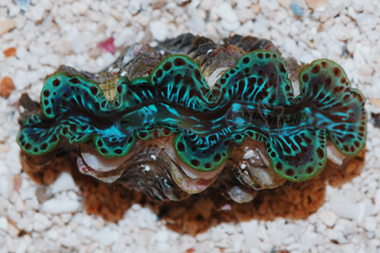 Blue Maxima Clam - Tridacna maxima