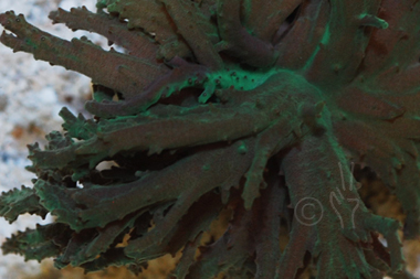 Green Finger Leather - Sinularia spp.