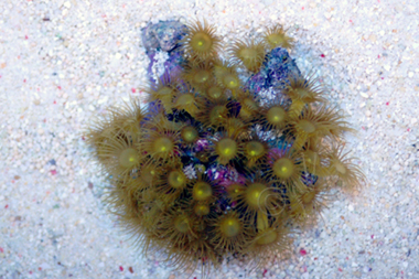Yellow Polyps - Parazoanthus spp.