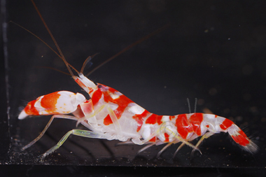 Candy Stripe Pistol Shrimp - Alpheus spp.