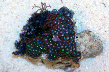 Royal Urchin - Mespilia globulus