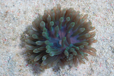Green Bubble Anemone - Purple Base - Entacmaea quadricolor