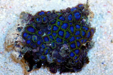 Awesome Blue Zoanthids - Zoanthus spp.