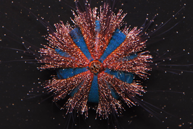 Royal Urchin - Mespilia globulus