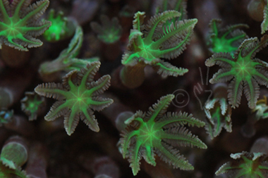 Green Palm Tree Polyps - Clavularia spp.