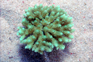 Green Fiji Acro - Acropora spp.
