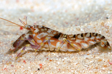 Tiger Pistol Shrimp - Alpheus bellulus