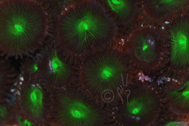 Green Mouth Paly's - Palythoa spp.