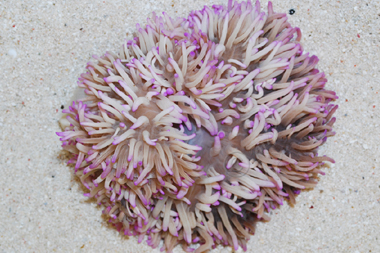 Purple Sebae Anemone - Heteractis crispa