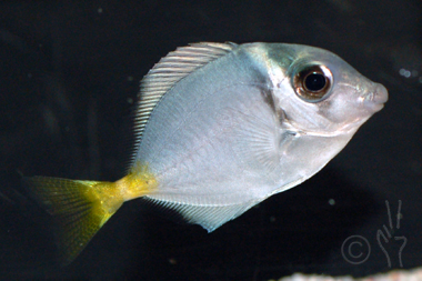 Galapagos Sawtail Tang - Prionurus laticlavis