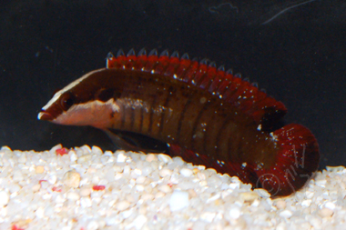 Red Banded Longfin Basslet - Belonepterygion fasciolatum