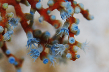 Blueberry Gorgonian - Acalycigorgia spp.