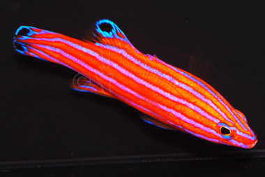 Candy Basslet - Liopropoma carmabi