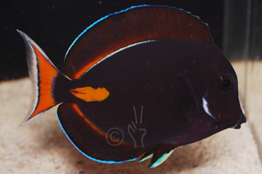 Pearl-Eye Clarkii Clownfish - Tank Raised - Amphiprion clarkii