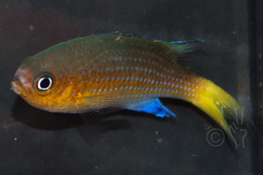 Blue Spotted Vanderbilt's Chromis - African Collected - Chromis ...