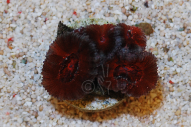 Aussie Acan Lord Brain - Acanthastrea lordhowensis