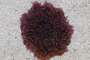 Purple Sebae Anemone - Heteractis crispa