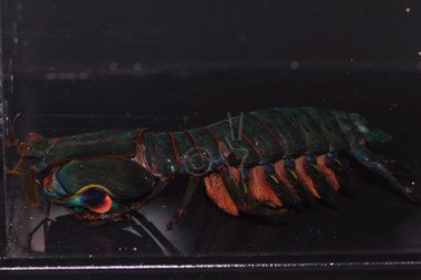 Purple Spot Mantis Shrimp - Gonodactylus smithii