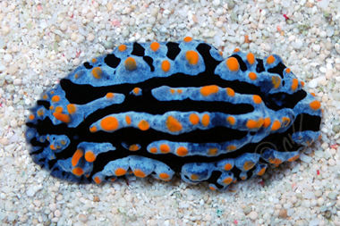 Orange Pimple Sea Slug - Phyllidia spp.