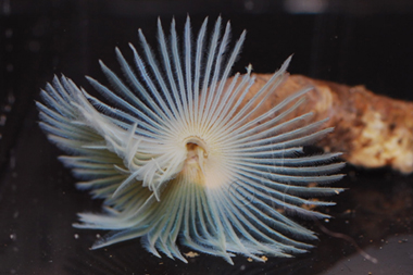Green and Yellow Dwarf Feather Duster - Bispira spp.